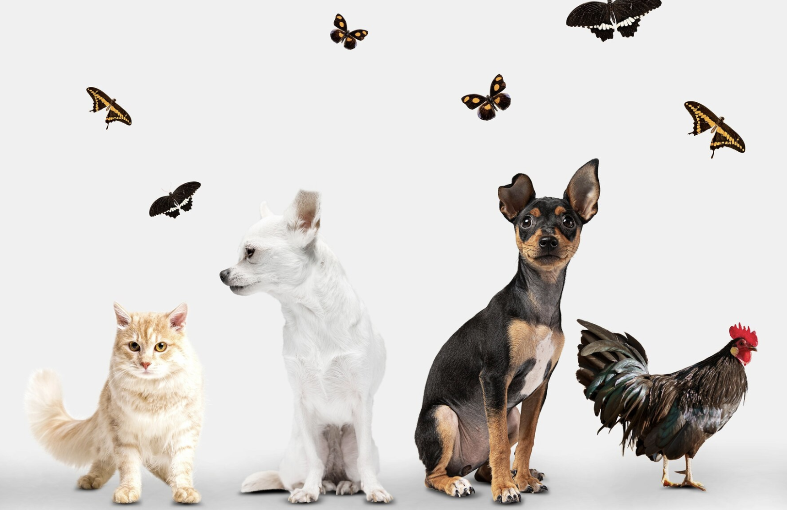 İngilizce Hayvanlar Ve Türkçe Karşılıkları